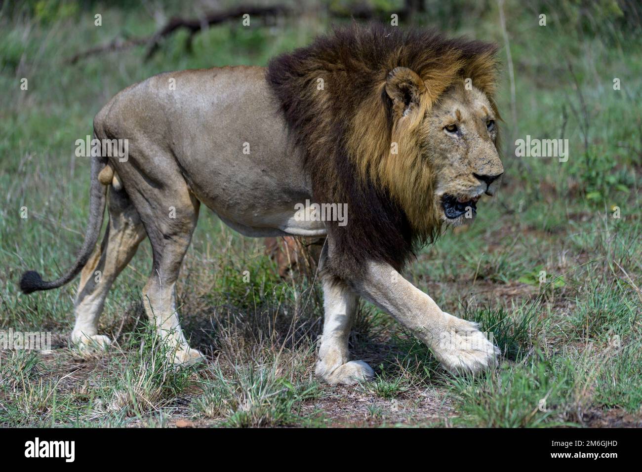 Male lion (Panthere leo) from Lower Sabie, Kruger NP, South Africa ...