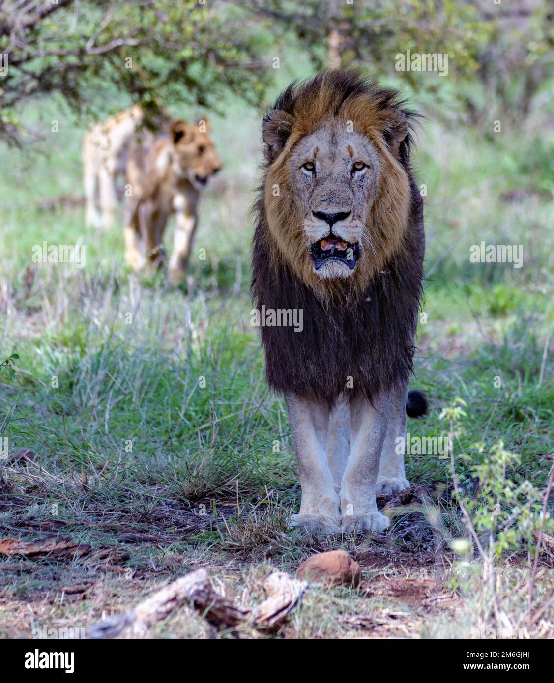 Male lion (Panthere leo) from Lower Sabie, Kruger NP, South Africa ...