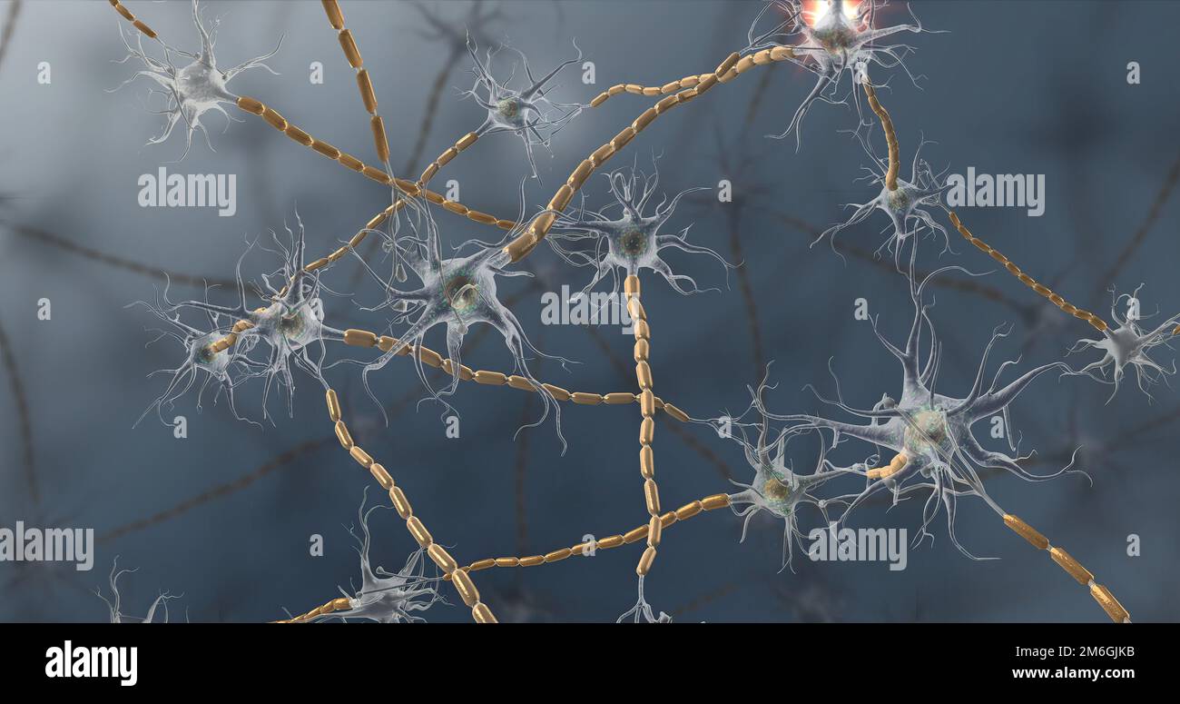 Nerve fibres human brain hi-res stock photography and images - Alamy