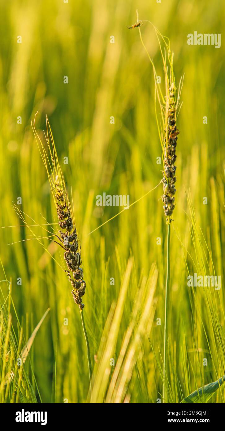 Ergot 'Claviceps purpurea Stock Photo - Alamy