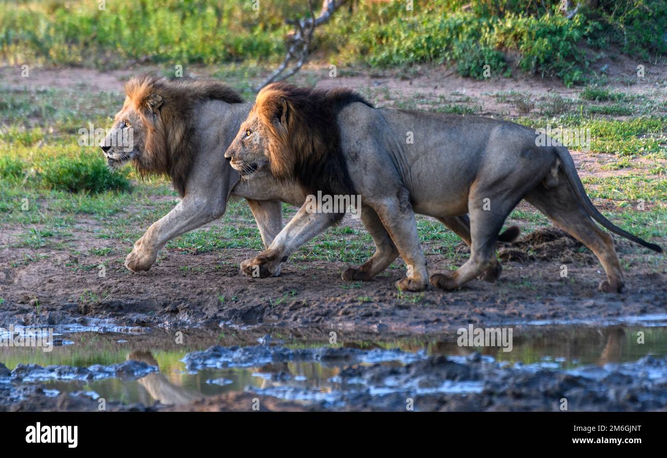 Two male lions (Panthera leo) passing a waterhole at Lower Sabie ...