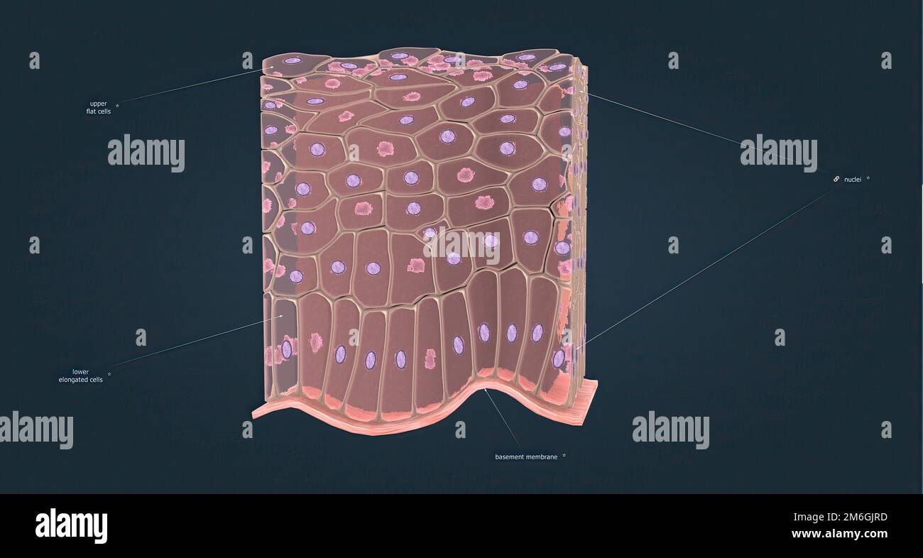 Stratified squamous epithelial hi-res stock photography and images - Alamy