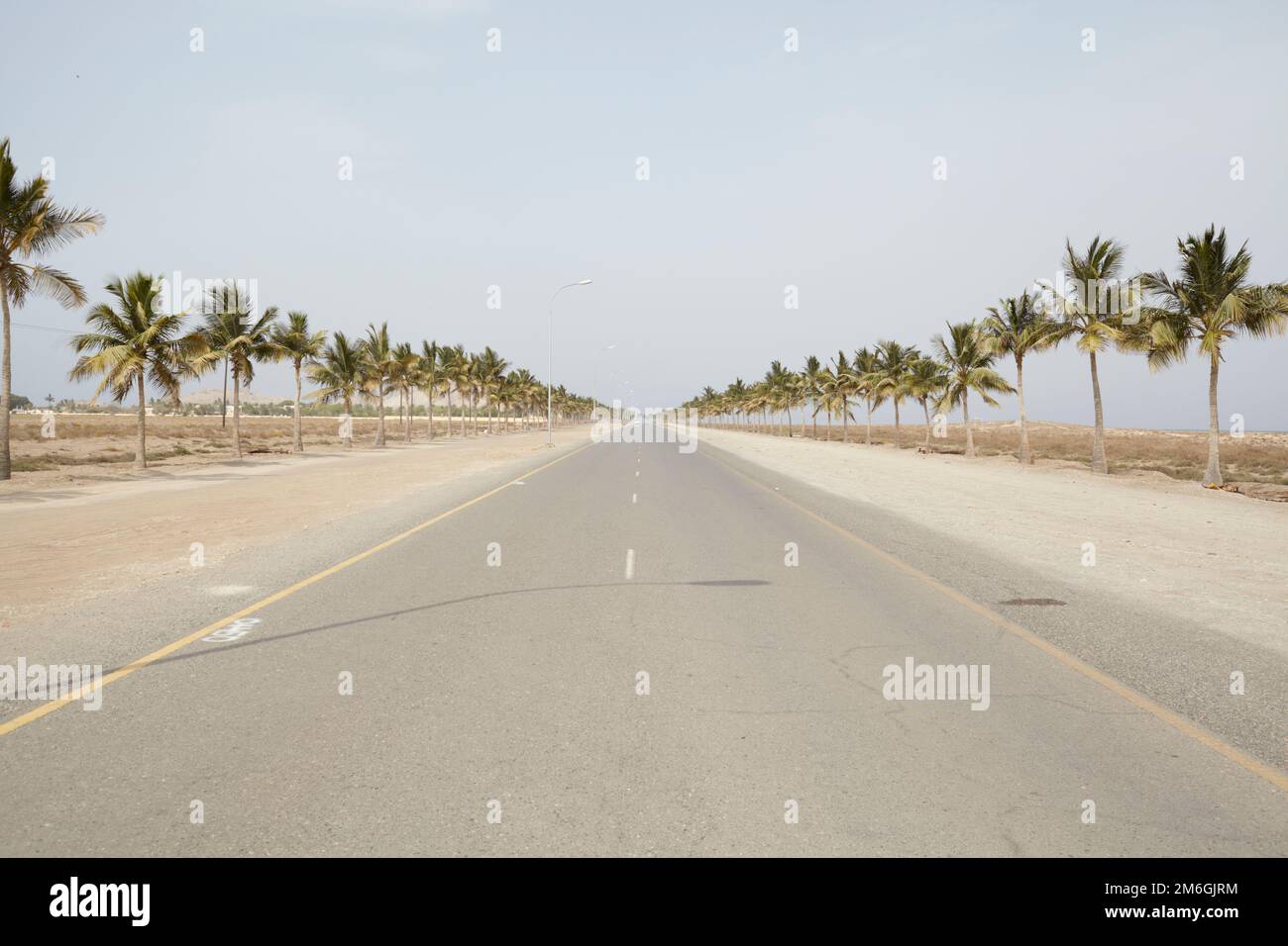 A deserted desert road lined with Palm trees Stock Photo - Alamy