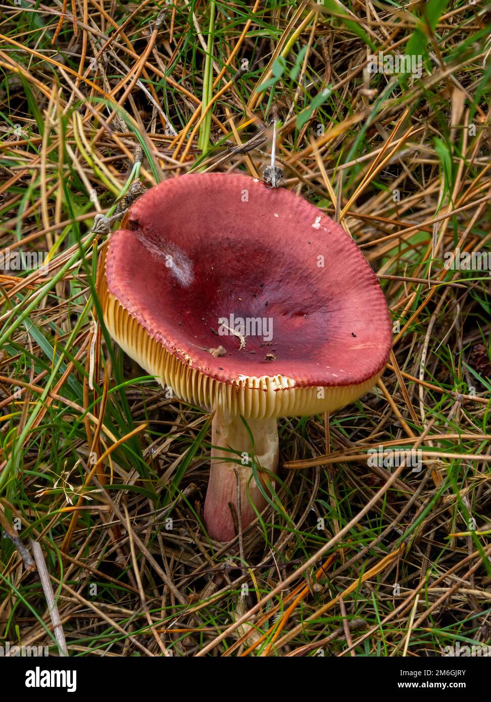 Russula species hi-res stock photography and images - Alamy