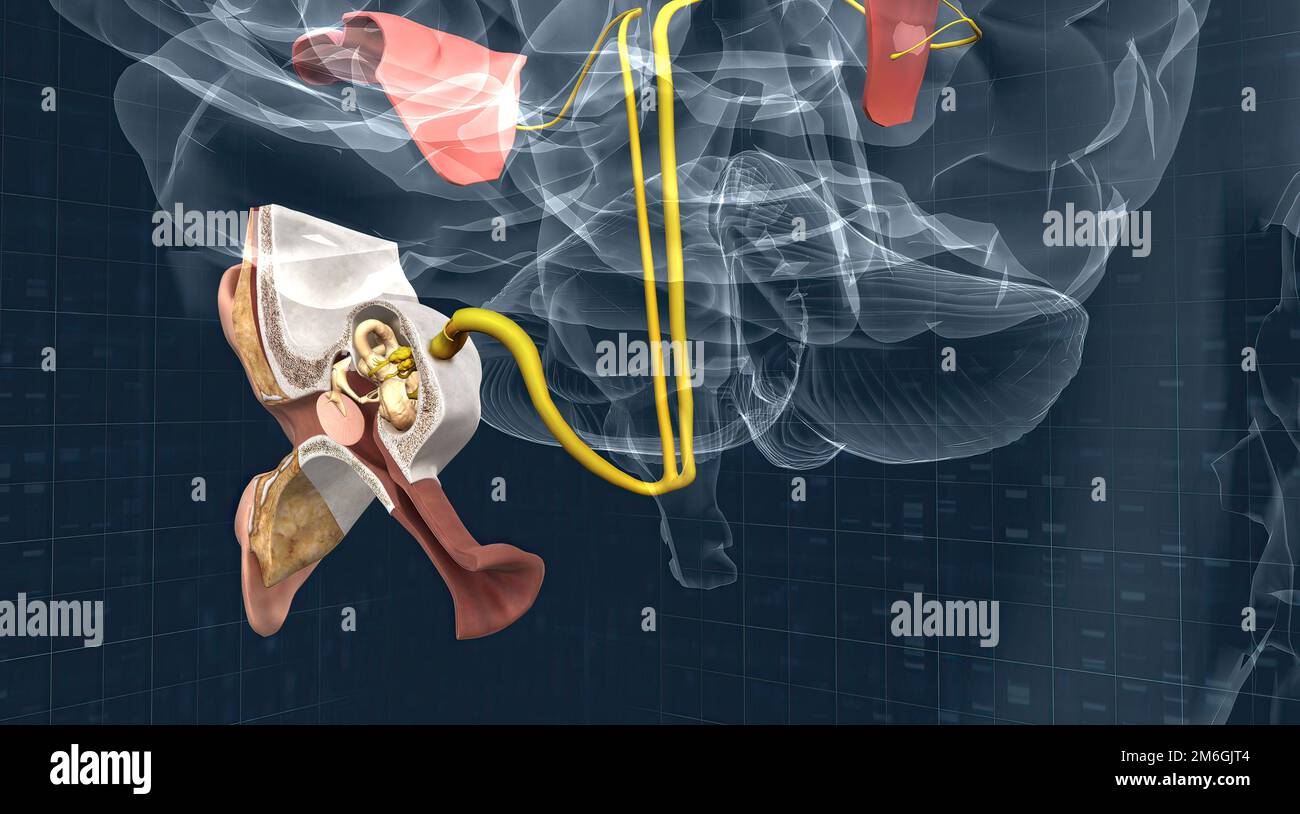 Cutaneous sense hi-res stock photography and images - Alamy