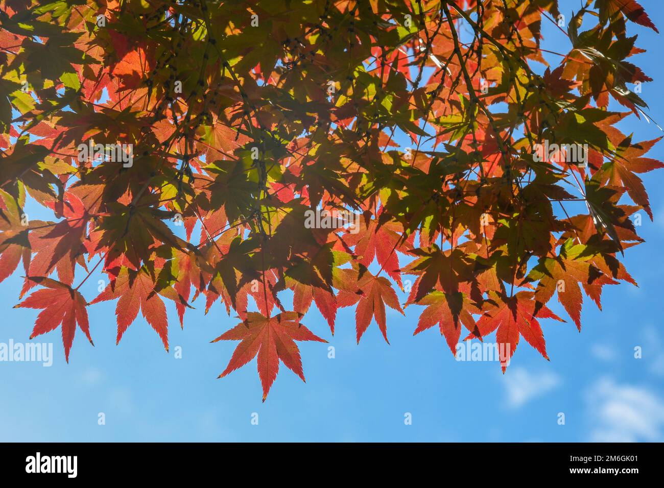Red leave of maple tree for autumn Stock Photo - Alamy