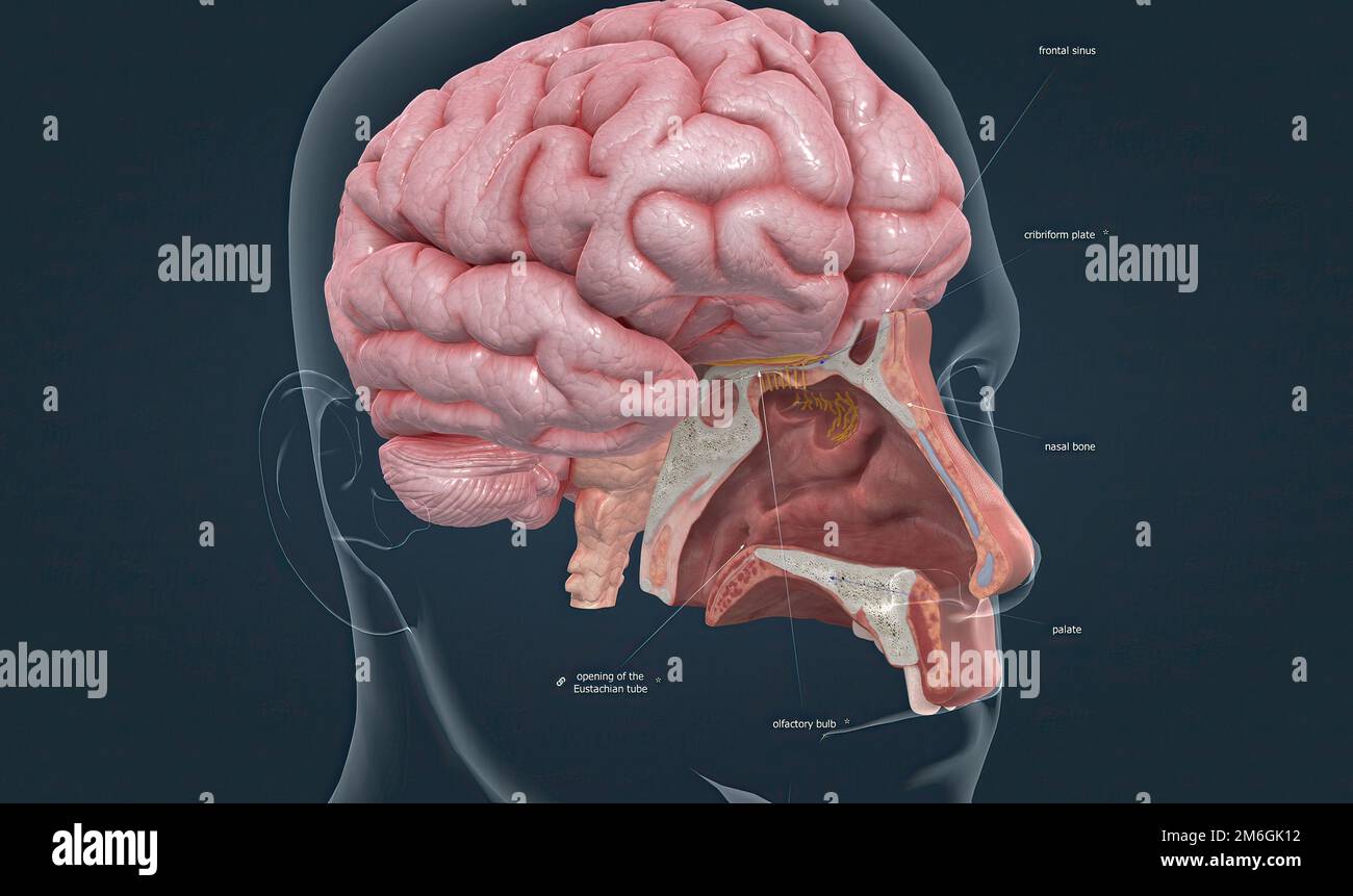 Olfactory pathway hi-res stock photography and images - Alamy