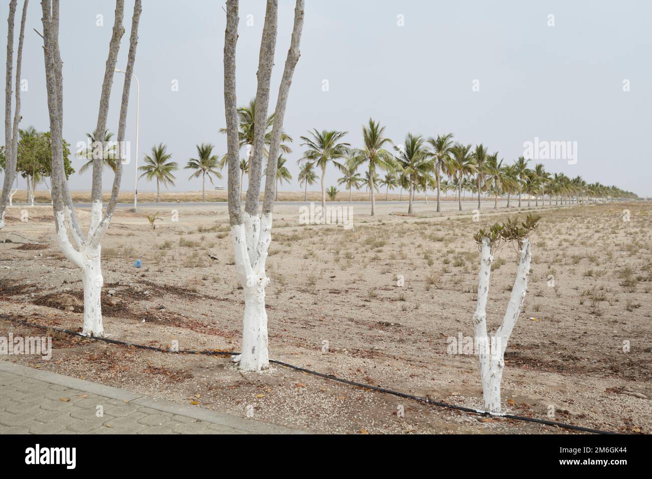 A deserted desert road lined with Palm trees Stock Photo - Alamy