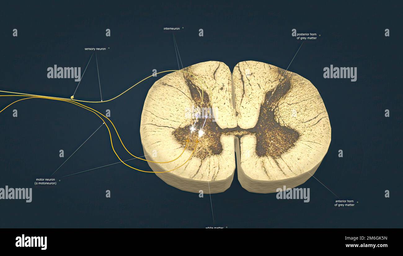 Nerve fibres human brain hi-res stock photography and images - Alamy