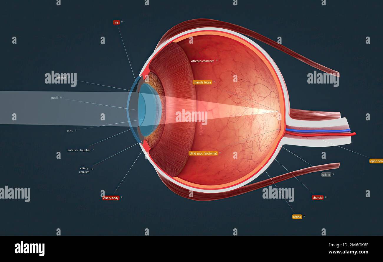 Cutaway View of a Human Eye 3d illustration Stock Photo - Alamy