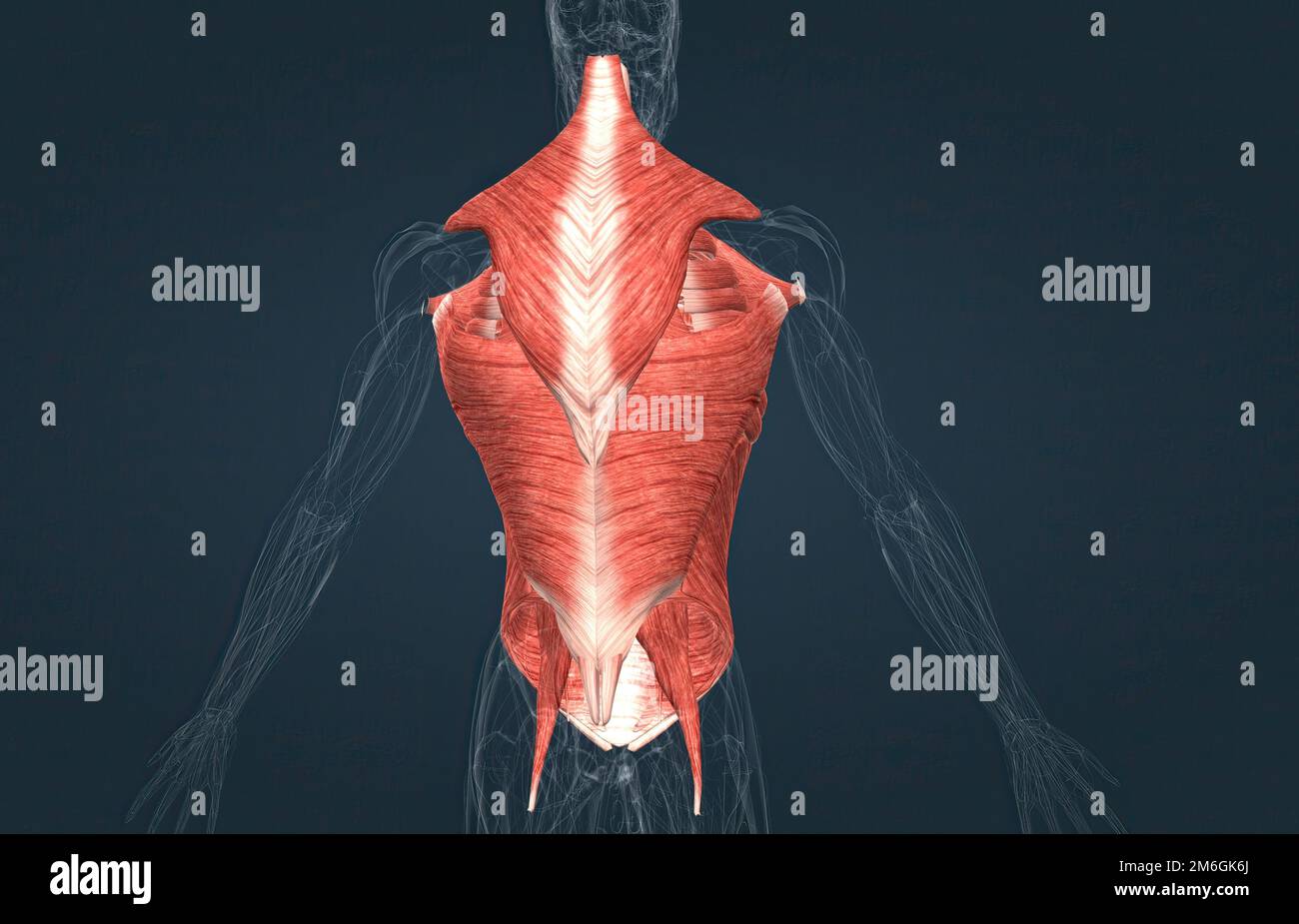 Thoracic extension hi-res stock photography and images - Alamy