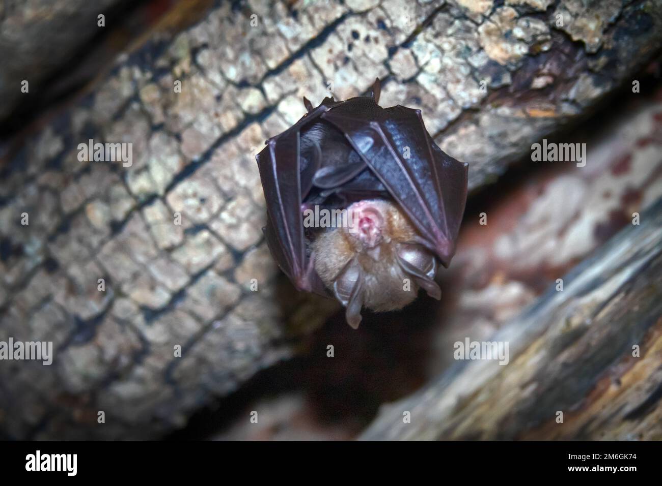 Bats echolocation hi-res stock photography and images - Alamy