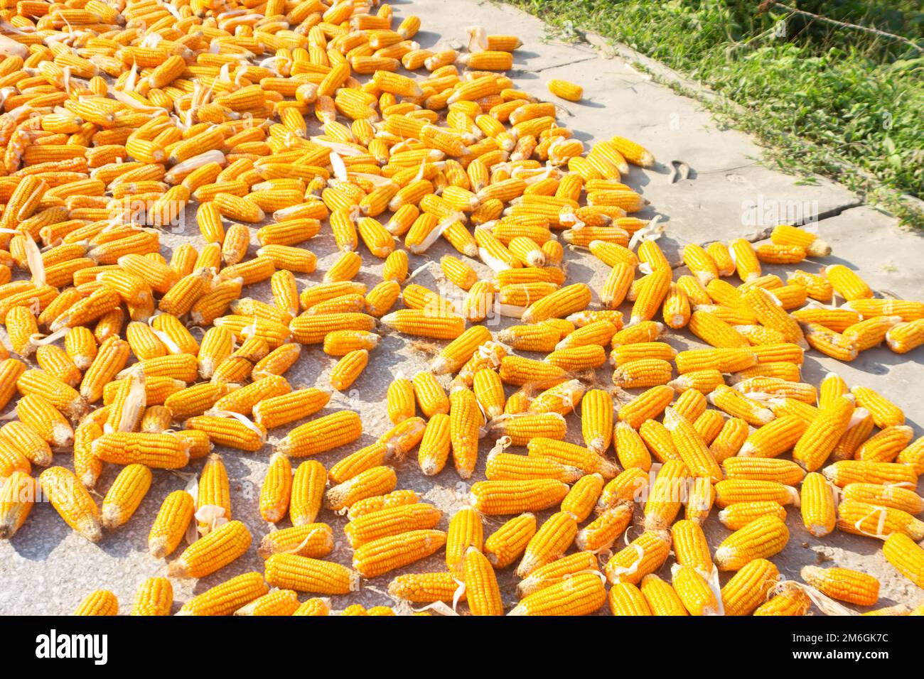 Corn to dry under rays of southern sun Stock Photo - Alamy