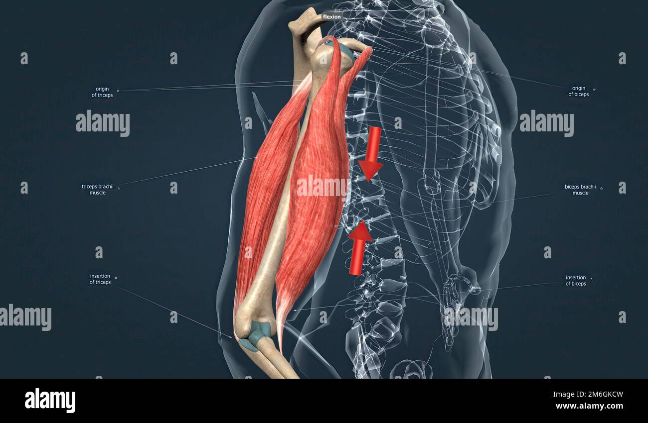 Fusiform muscle cell hi-res stock photography and images - Alamy