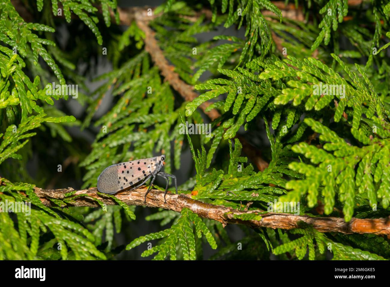Spotted Lanternfly - Lycorma delicatula Stock Photo - Alamy