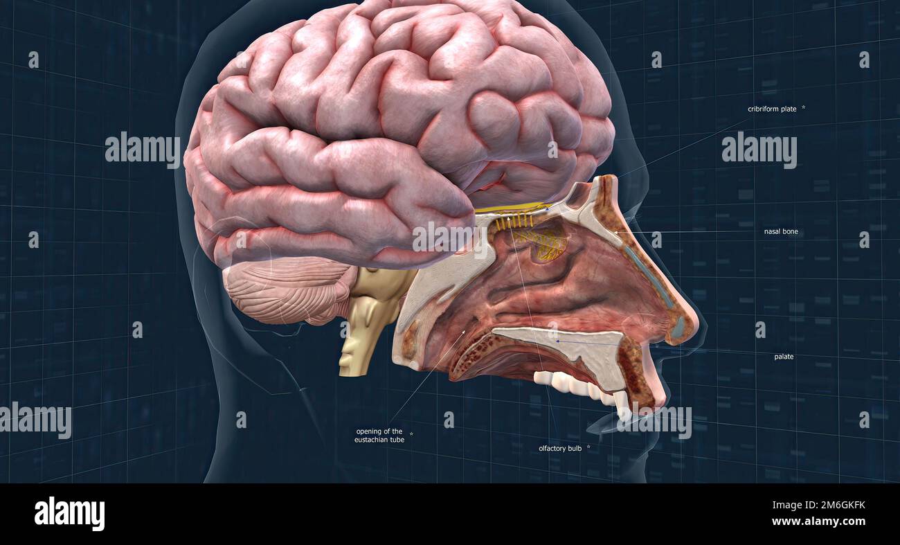 Taste receptors on tongue hi-res stock photography and images - Alamy