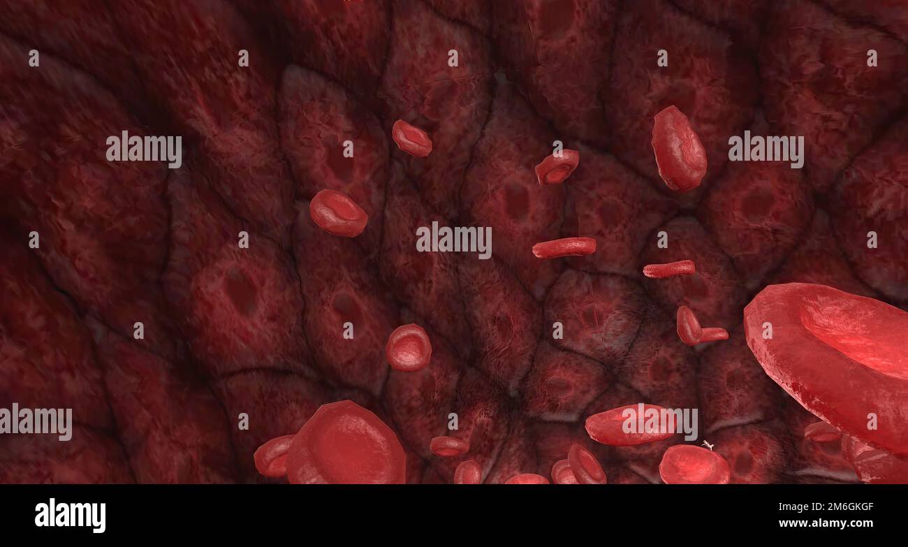 Histology heart hi-res stock photography and images - Alamy