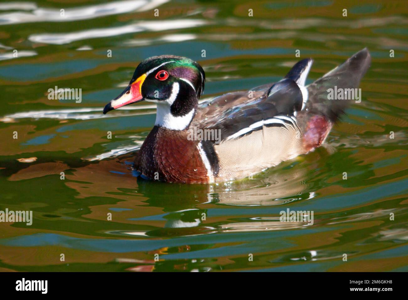Canard carolin mâle sur l'étang Stock Photo - Alamy