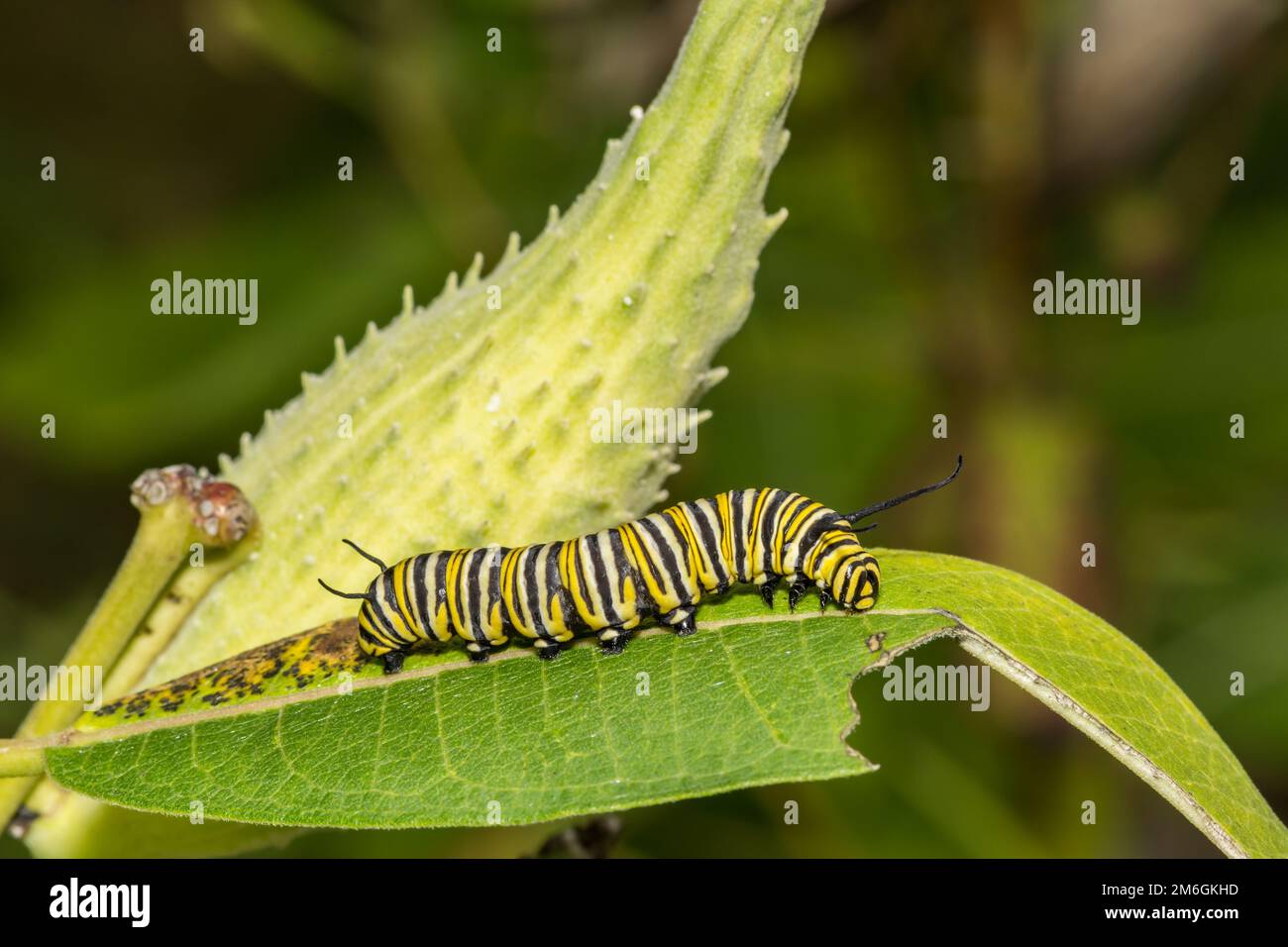 Monarch caterpillar milkweed leaf hi-res stock photography and images ...