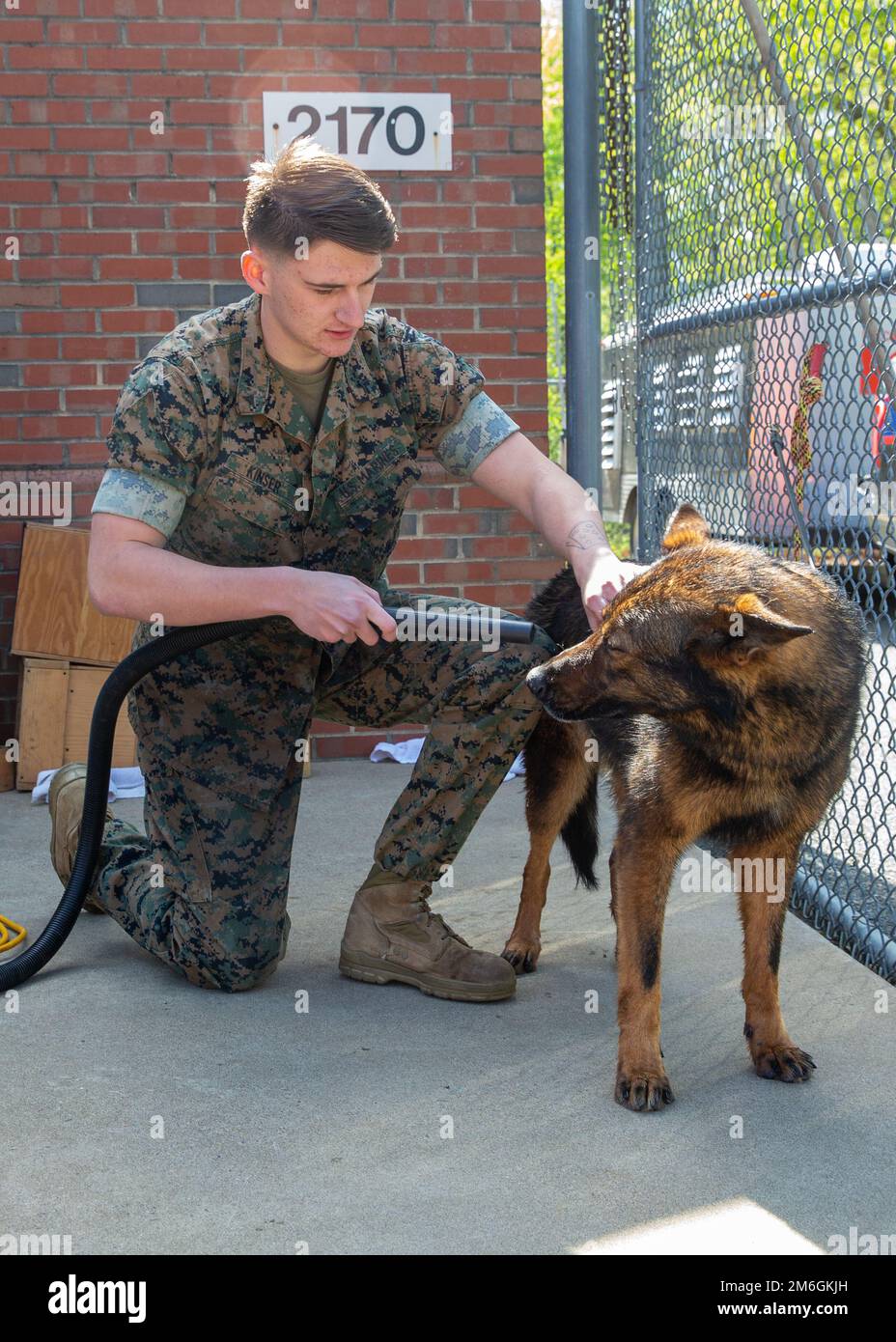 U.S. Marine Corps Lance Cpl. Thomas C. Kinser, military working dog ...