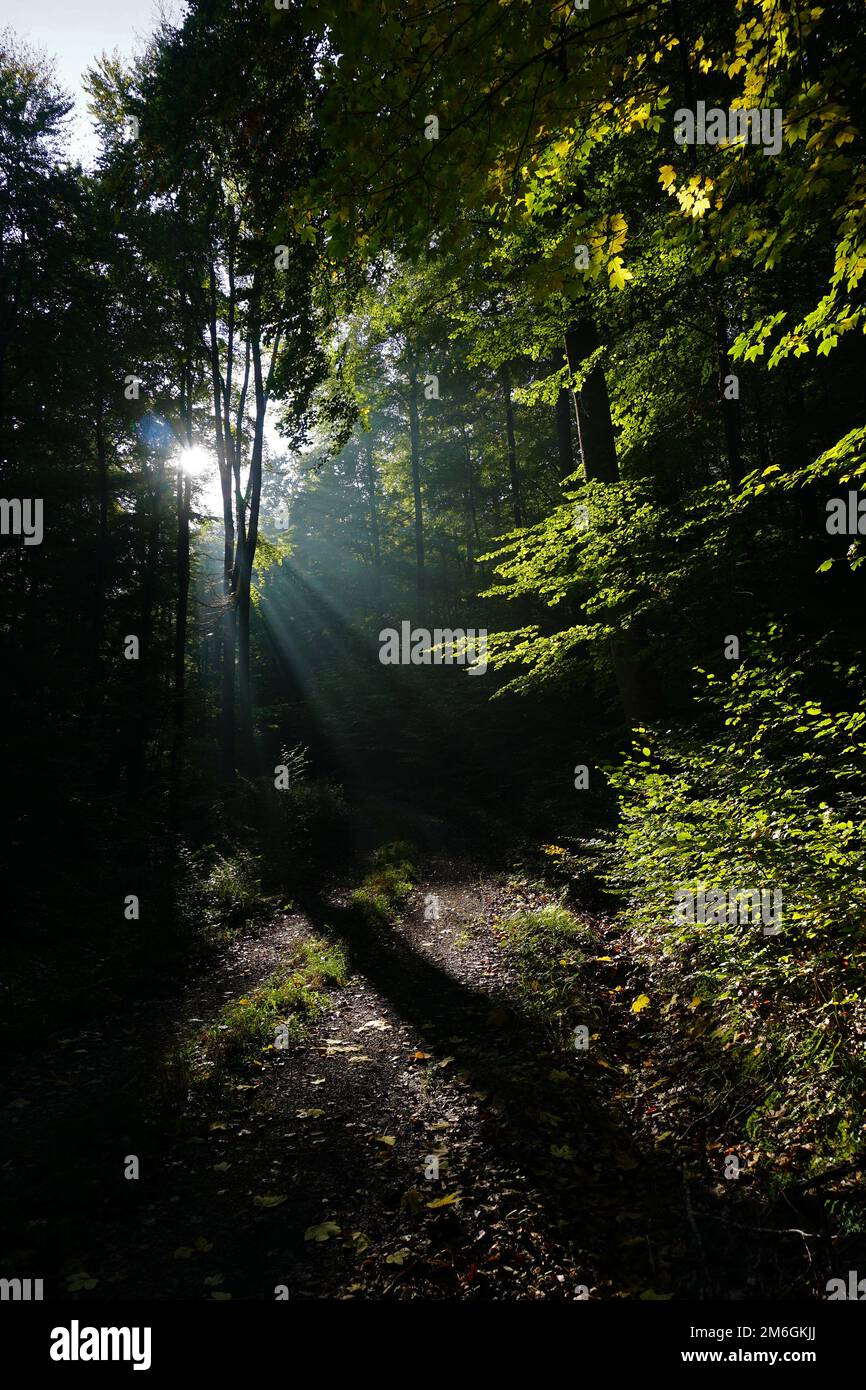 Autumn light forest hi-res stock photography and images - Alamy