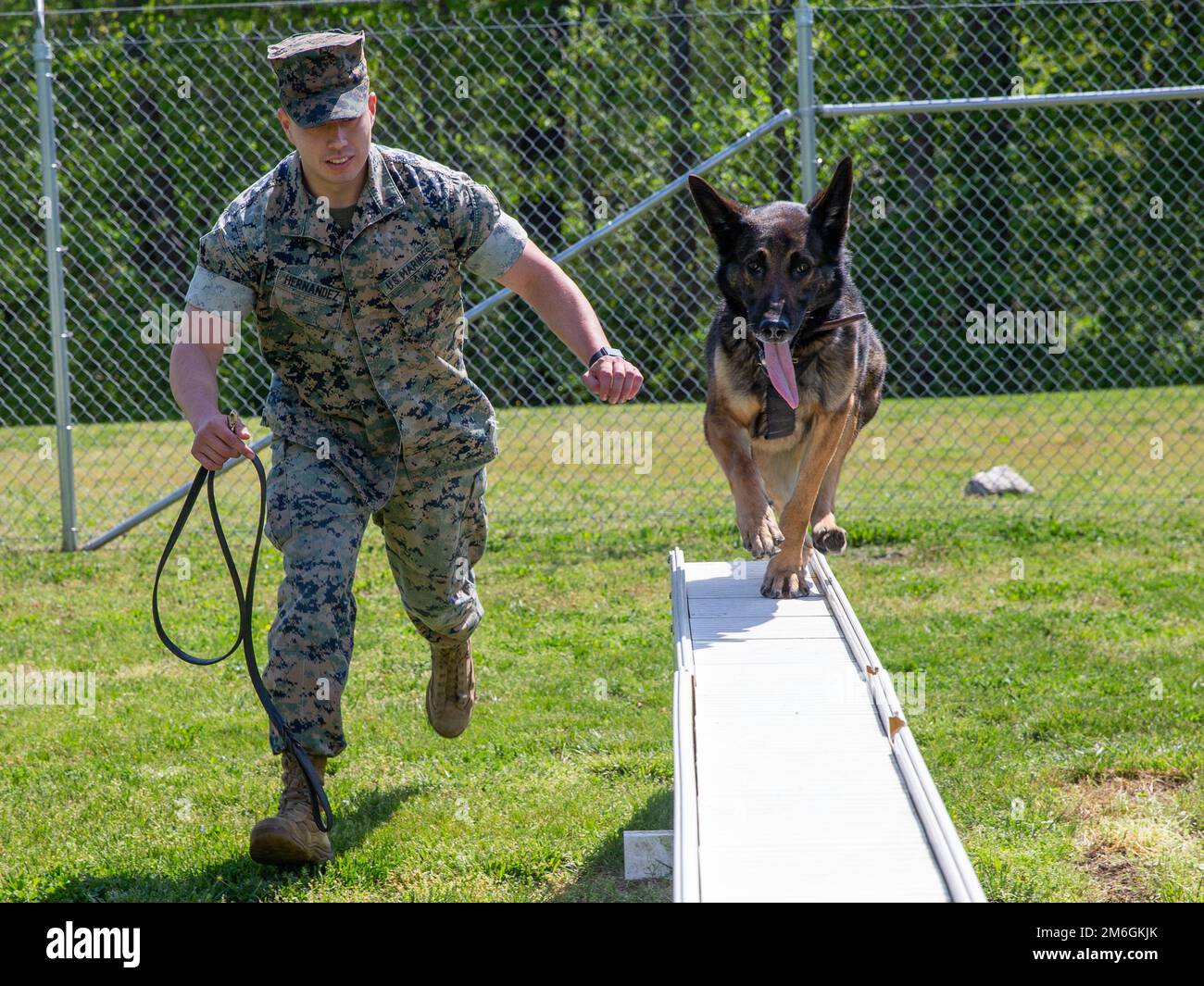 U.S. Marine Corps Cpl. Nathan R. Hernandez, military working dog ...