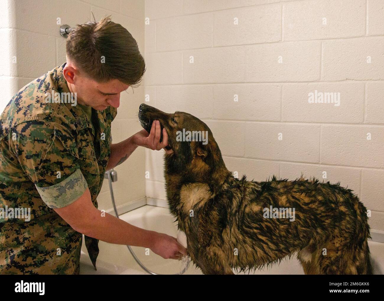 Marine corps dog handlers hi-res stock photography and images - Alamy