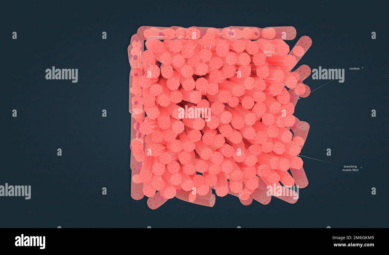 Cardiac tissue microscope hi-res stock photography and images - Alamy