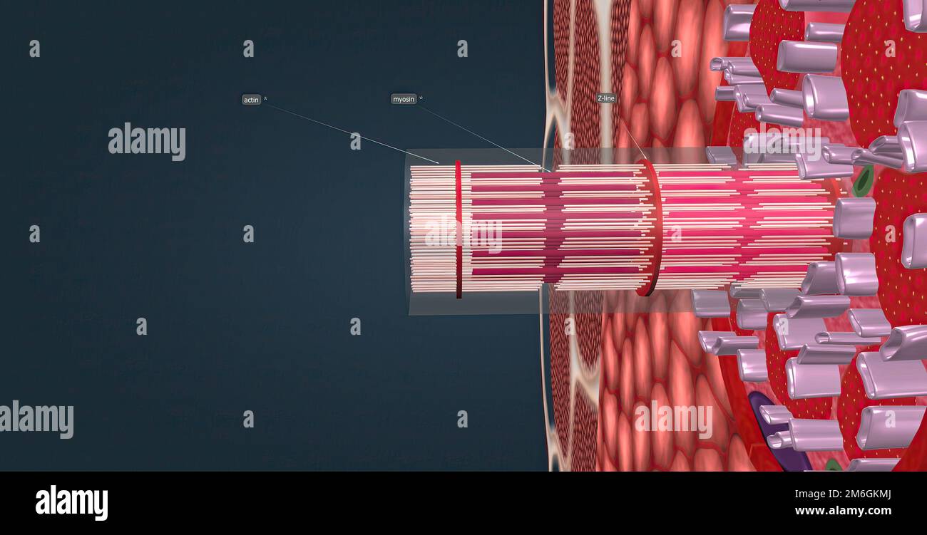 Human skeletal muscle cells hi-res stock photography and images - Alamy