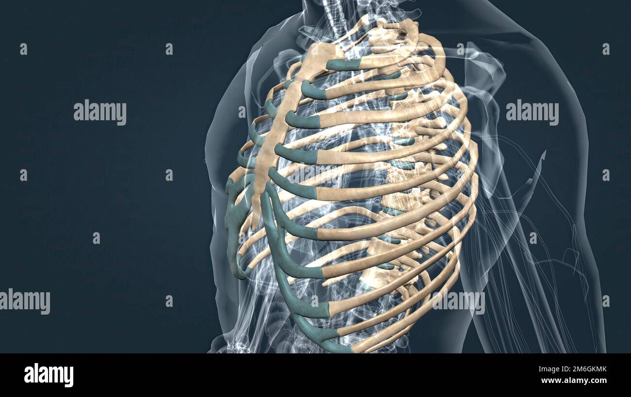 Abdomen thorax body hi-res stock photography and images - Alamy