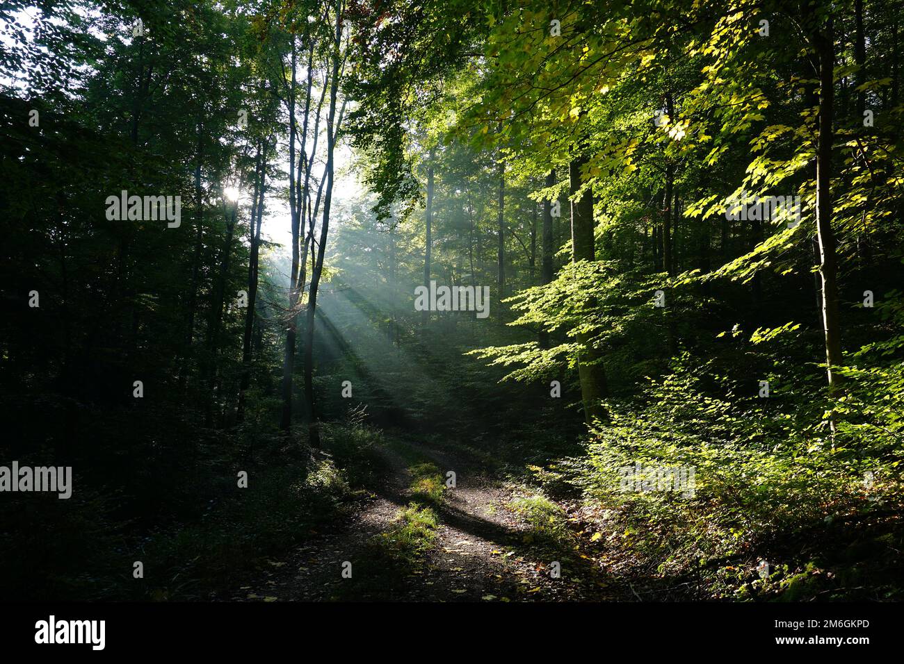 Light mood backlit hi-res stock photography and images - Alamy