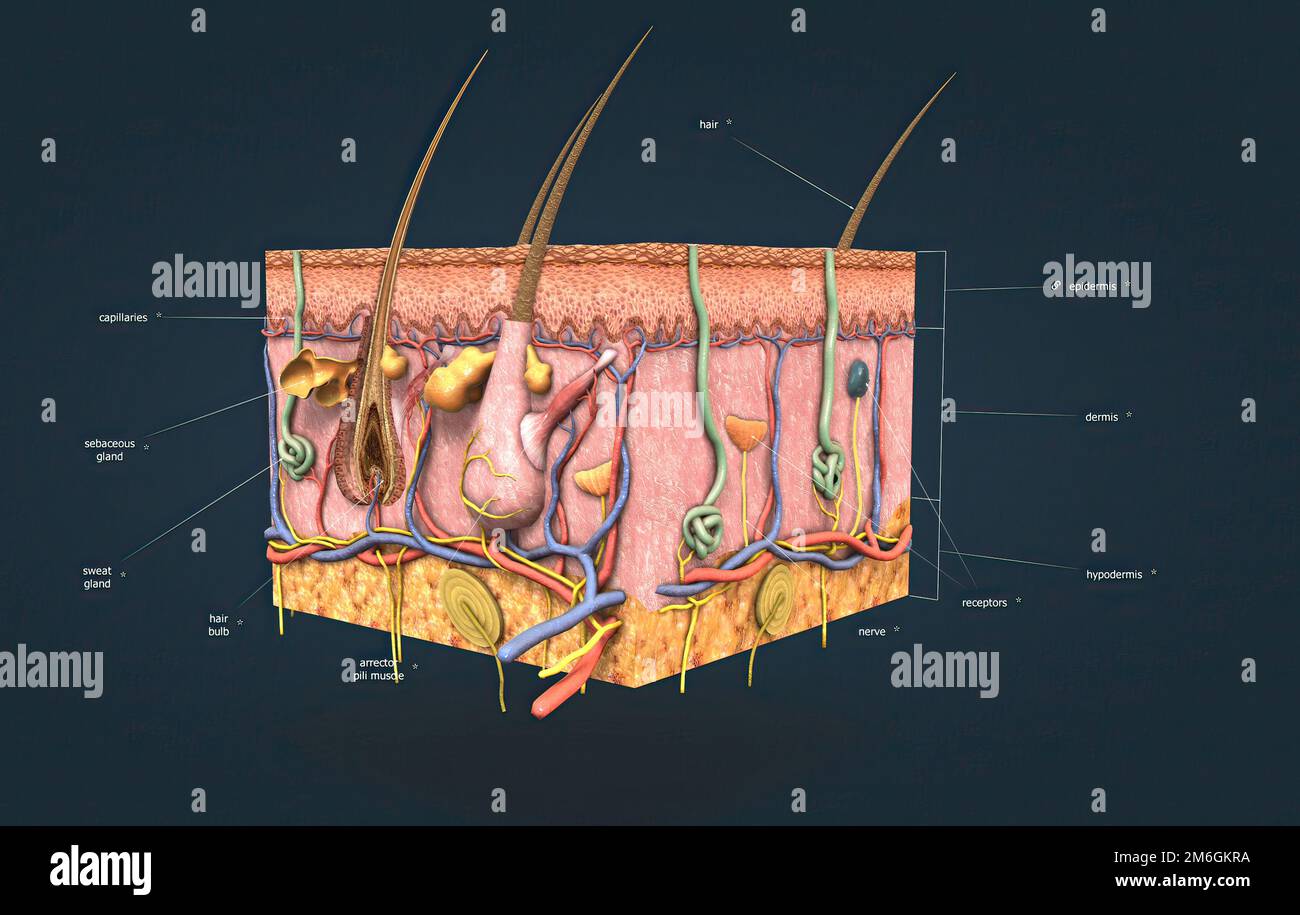 Cutaneous sense hi-res stock photography and images - Alamy