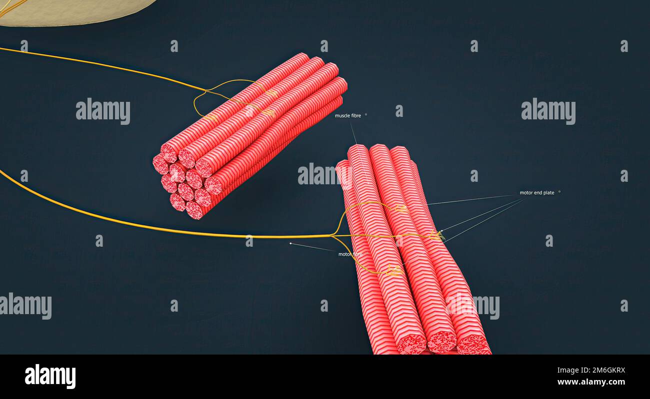 Sensory fibers hi-res stock photography and images - Alamy