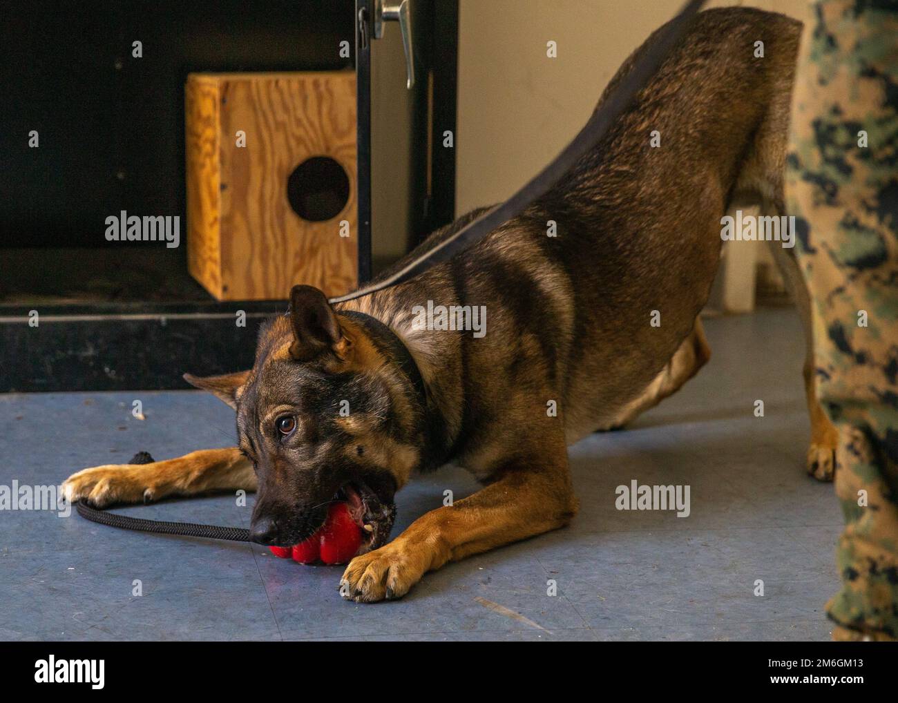 U.S. Marine Corps Cpl. Mason D. Avers, military working dog handler ...