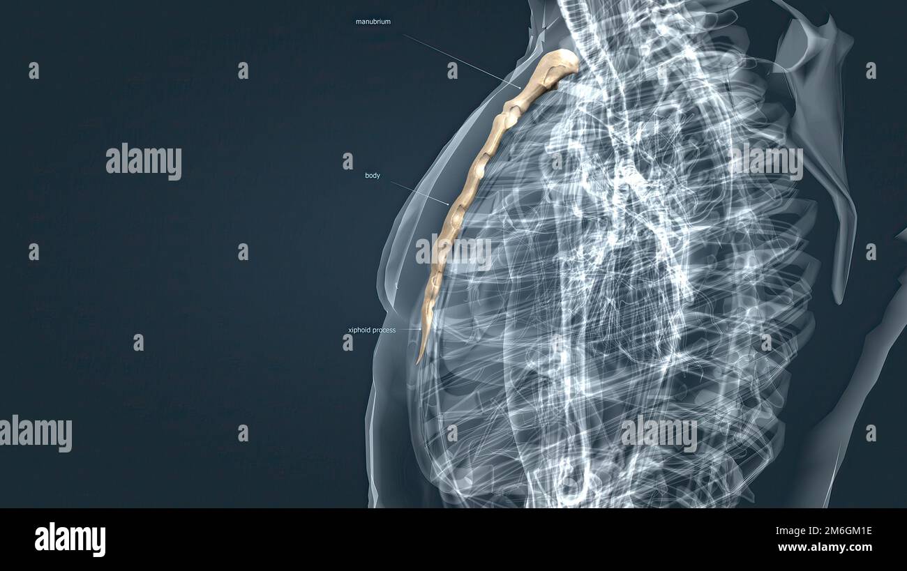 Hyaline cartilage joint hi-res stock photography and images - Alamy