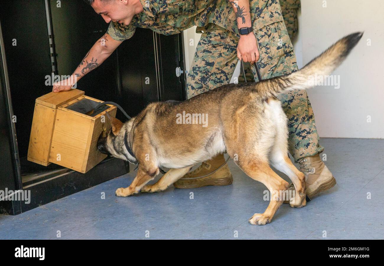 U.S. Marine Corps Cpl. Mason D. Avers, military working dog handler ...