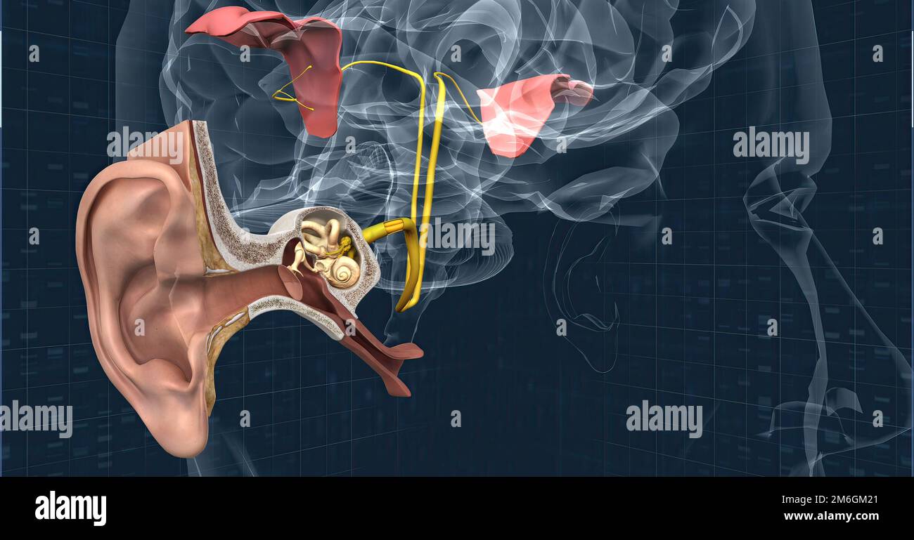 Snail organs hi-res stock photography and images - Alamy