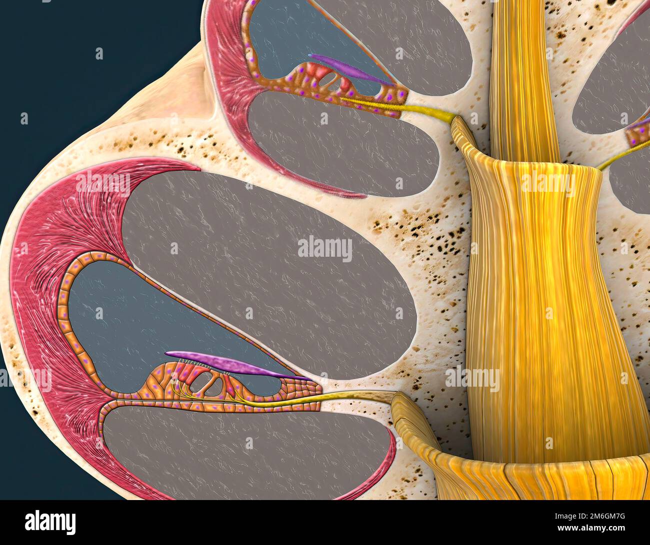 Nerve fibres hi-res stock photography and images - Alamy