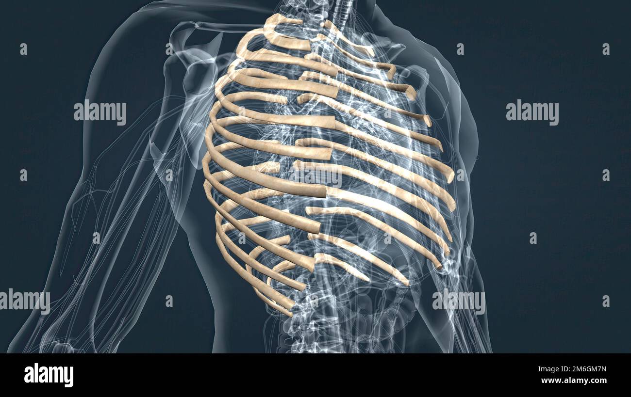 Skeleton, rib cage and upper limb hi-res stock photography and images ...
