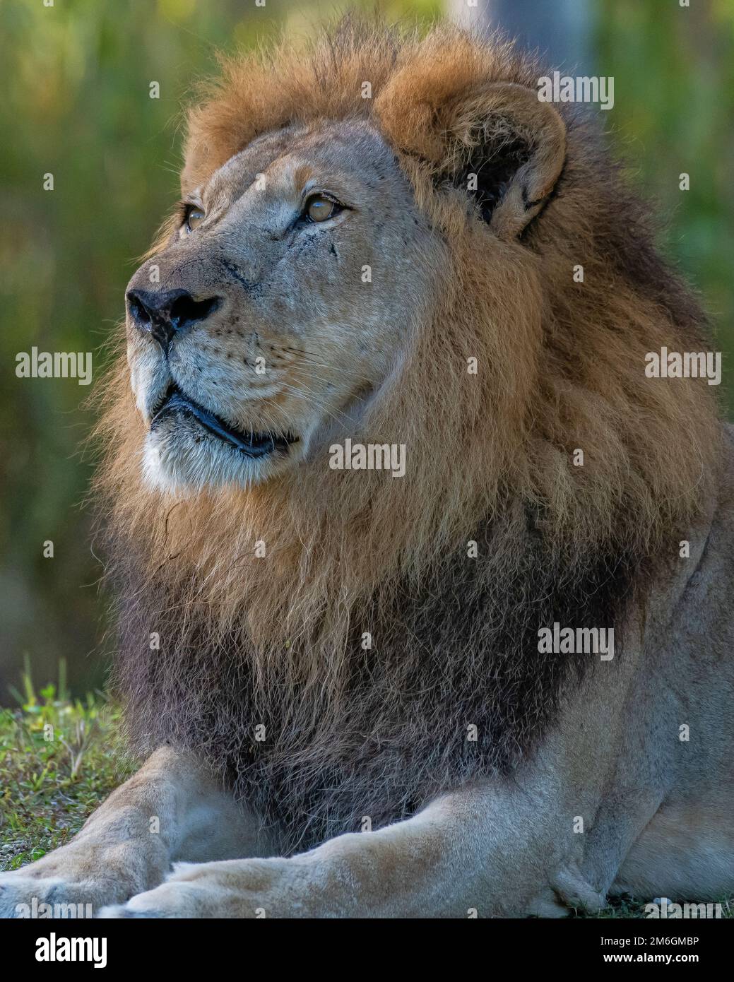 A selective of a resting mighty lion Stock Photo - Alamy