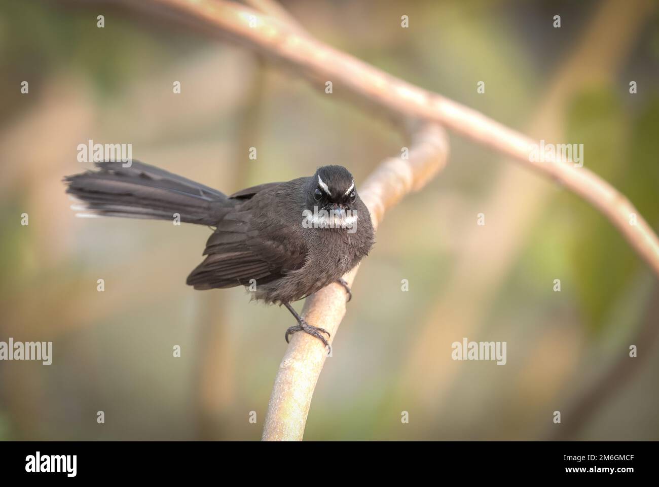 white-browed fantail is a small passerine bird belonging to the family ...
