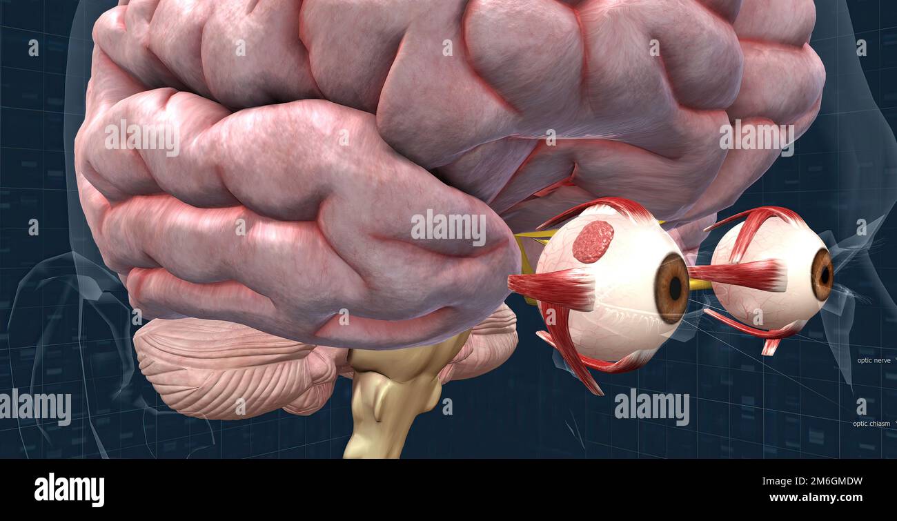 Cutaneous sense hi-res stock photography and images - Alamy