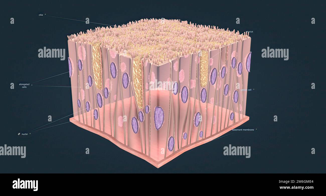 Ciliated epithelial tissue hi-res stock photography and images - Alamy