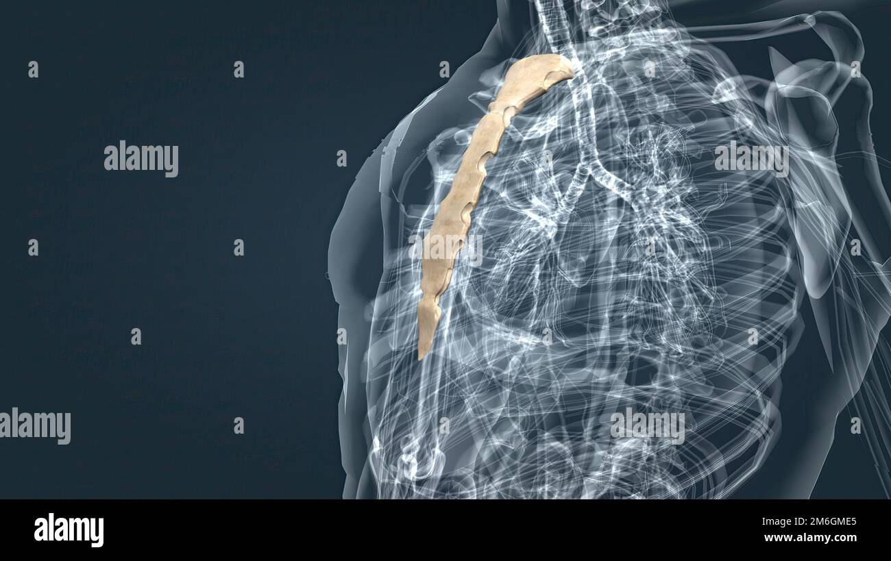 Hyaline cartilage joint hi-res stock photography and images - Alamy