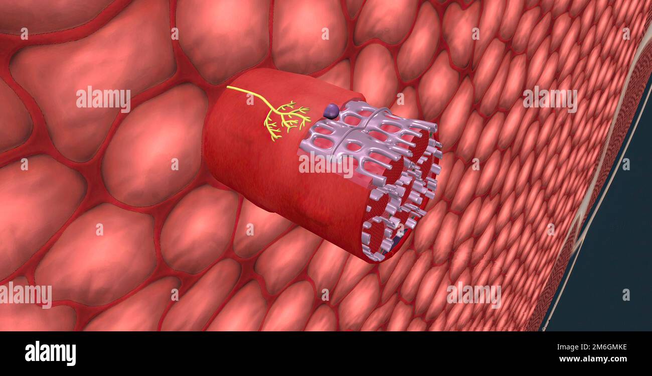 Muscular fibers hi-res stock photography and images - Alamy