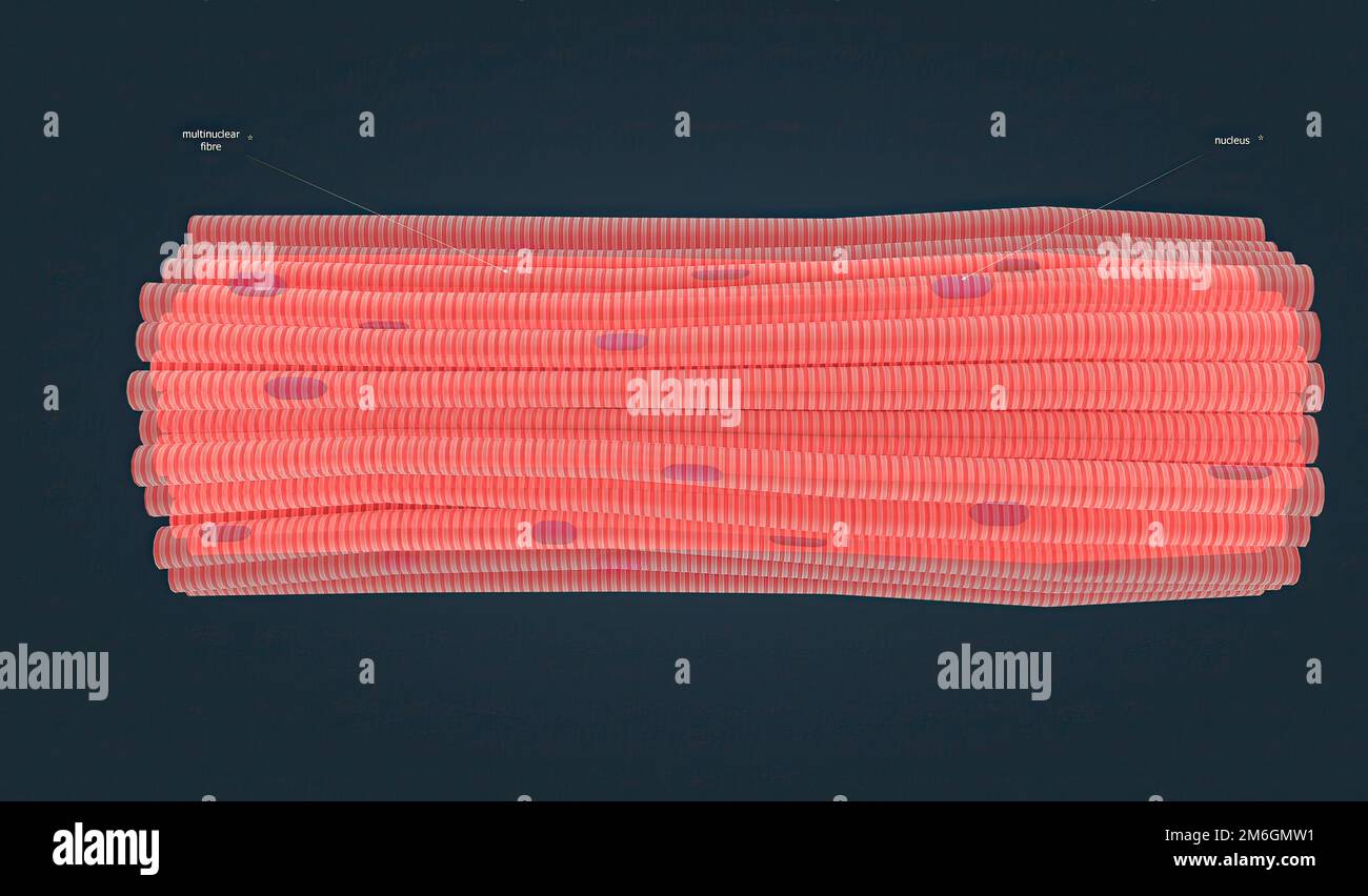 Cardiac tissue microscope hi-res stock photography and images - Alamy