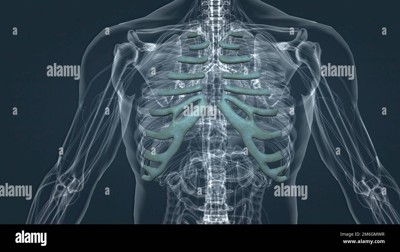 Hyaline cartilage joint hi-res stock photography and images - Alamy