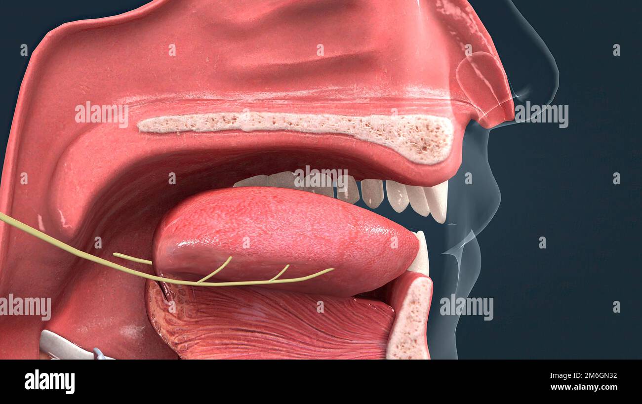 Nasal gland hi-res stock photography and images - Alamy