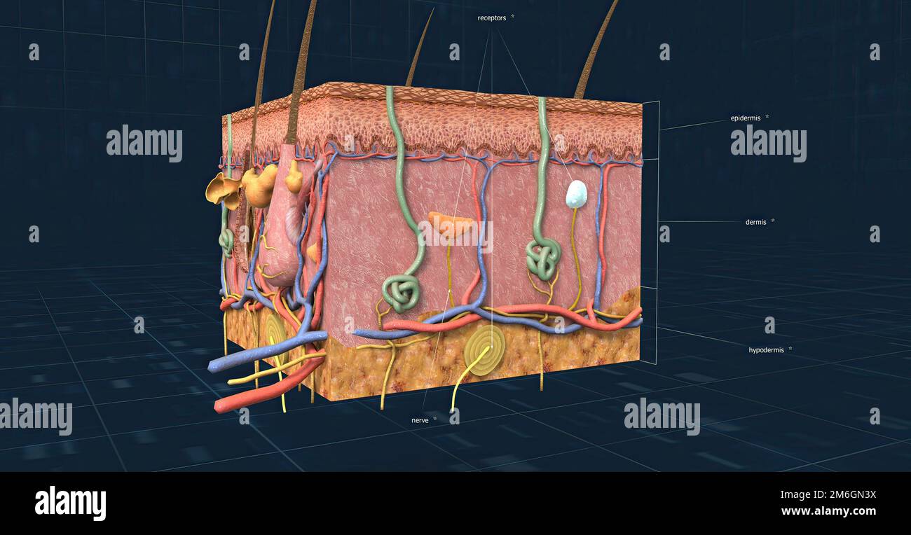 Visual receptors hi-res stock photography and images - Alamy