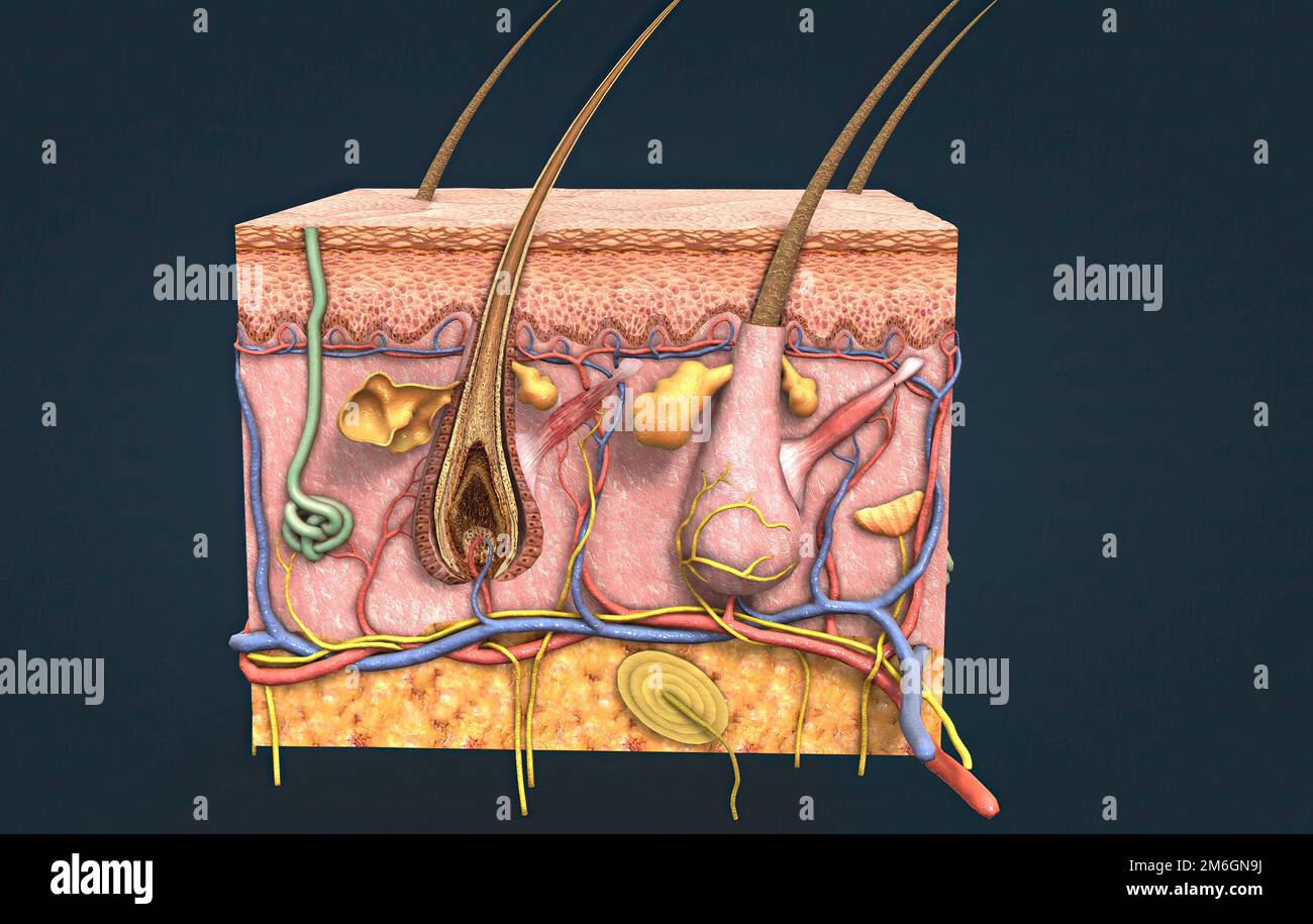 Cutaneous sense hi-res stock photography and images - Alamy
